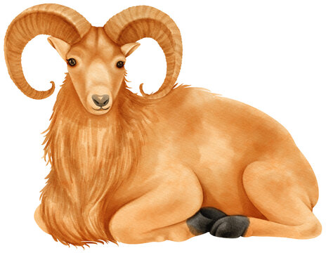 "Barbary Sheep" Images – Browse 1,992 Stock Photos, Vectors, and Video ...