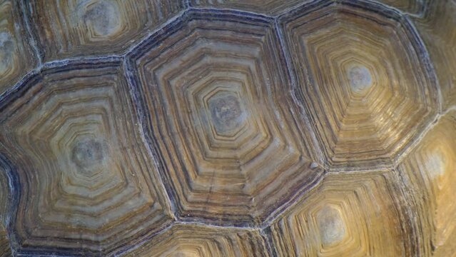 "Turtle Shell" Images – Browse 10,293 Stock Photos, Vectors, and Video ...