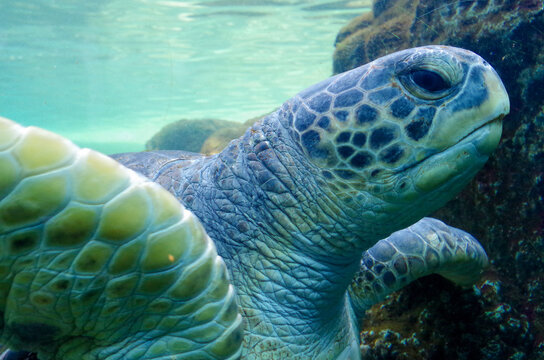 レプタイル Images – Browse 8,914 Stock Photos, Vectors, and Video | Adobe Stock