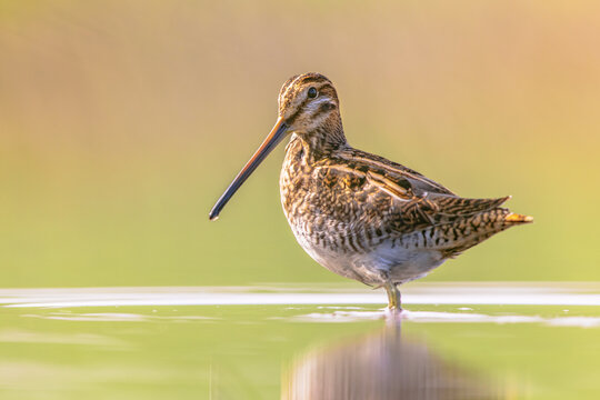 "Common Snipe" Images – Browse 3,571 Stock Photos, Vectors, and Video ...