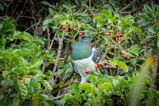 Keruru Images – Browse 35 Stock Photos, Vectors, and Video | Adobe Stock