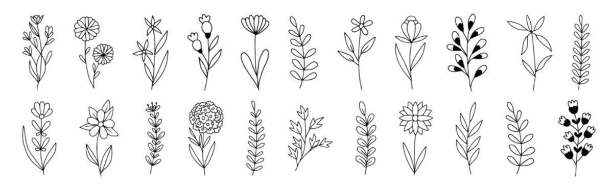 Vector Botanical Images – Browse 2,257,727 Stock Photos, Vectors, and ...
