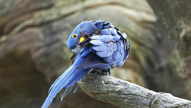 Hyacinthinus Images – Browse 1,447 Stock Photos, Vectors, and Video ...