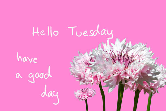 "Hello Tuesday" Imagens – Procure 103 fotos, vetores e vídeos | Adobe Stock