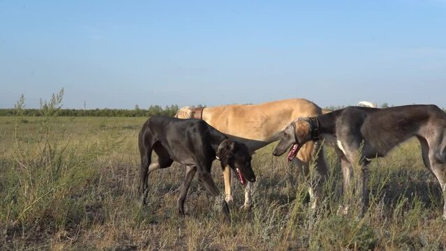 「Tazy」の写真素材 | 279件の無料イラスト画像 | Adobe Stock