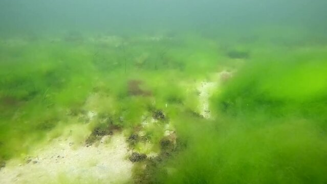 Cladophora Bilder – Durchsuchen 2,094 Archivfotos, Vektorgrafiken und Videos | Adobe Stock