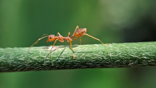 "Red Ants"-Bilder: Stock-Fotos & -Videos. | Adobe Stock