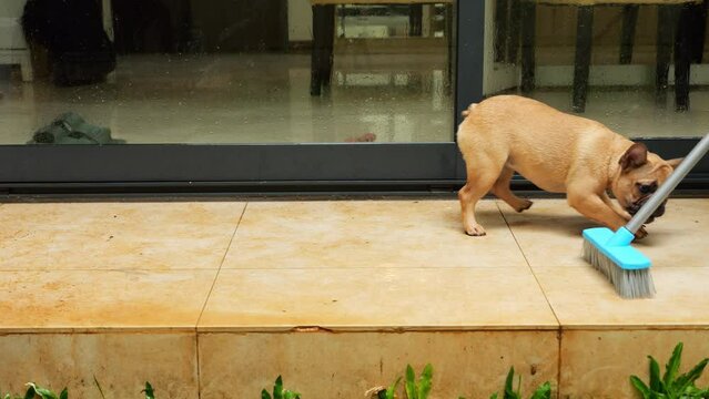 Scrub Tiles Images – Browse 6,284 Stock Photos, Vectors, and Video ...