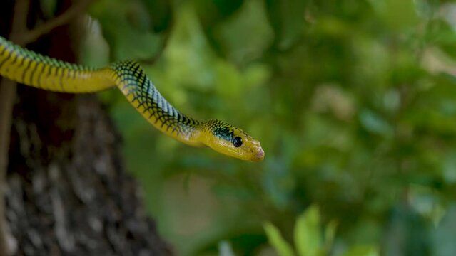"Tree Snake" Images – Browse 2,275 Stock Photos, Vectors, and Video ...