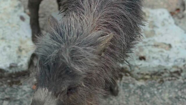 Imágenes de "Musk Hog": descubre bancos de fotos, ilustraciones ...