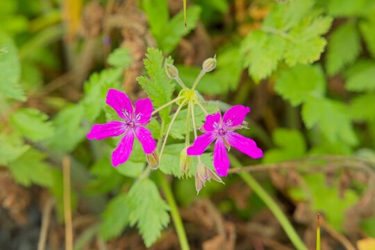 Heronsbill Images – Browse 39 Stock Photos, Vectors, and Video | Adobe ...