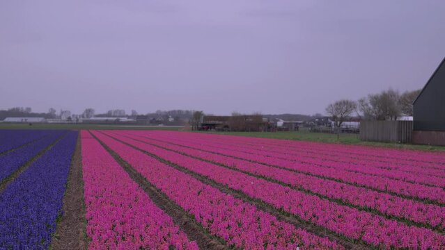 "Hyacinth Field" Images – Browse 116 Stock Photos, Vectors, and Video ...