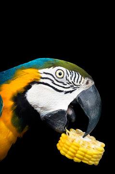 รูปภาพMacow – เลือกดูภาพถ่ายสต็อก เวกเตอร์ และวิดีโอ90 | Adobe Stock