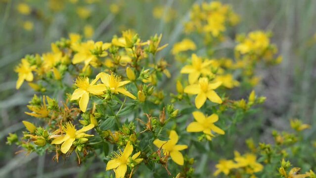 "St Johns Wort" Images – Browse 8,894 Stock Photos, Vectors, and Video ...