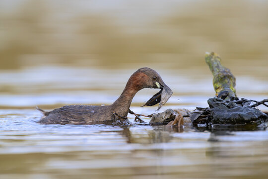 "Podiceps Ruficollis" Images – Browse 13,906 Stock Photos, Vectors, and ...