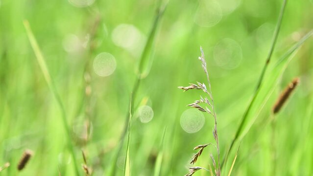 Bluegrass Background Images – Browse 4,501 Stock Photos, Vectors, and ...