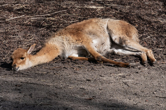 รูปภาพVicuna – เลือกดูภาพถ่ายสต็อก เวกเตอร์ และวิดีโอ9,643 | Adobe Stock