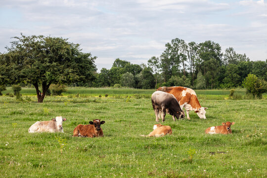 "Herd Of Cows" Images – Browse 4,447 Stock Photos, Vectors, and Video ...