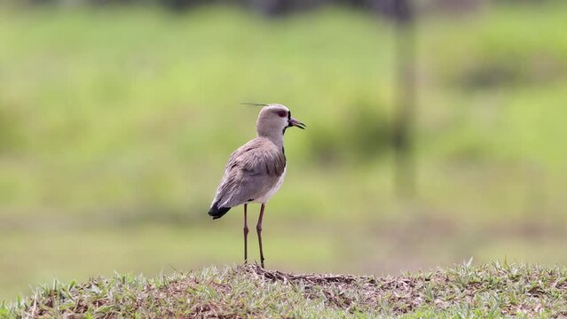 "Southern Lapwing" Images – Browse 2,021 Stock Photos, Vectors, and Video | Adobe Stock