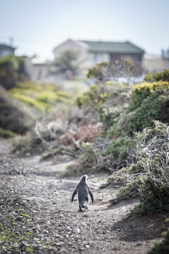 "Penguin Walk"-Bilder: Stock-Fotos & -Videos. | Adobe Stock