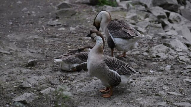 "Chinese Goose" Images – Browse 2,817 Stock Photos, Vectors, and Video ...