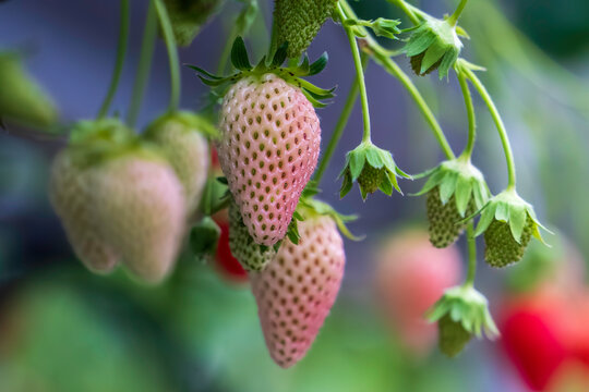 Catamite bilder – Bläddra bland 1,445 stockfoton, vektorer och videor ...