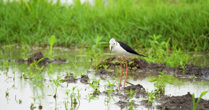 "Black-Winged Stilt"-Bilder: Stock-Fotos & -Videos. | Adobe Stock