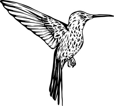 "Hummingbird Vector" Images – Parcourir 346 le catalogue de photos, vecteurs et vidéos | Adobe Stock