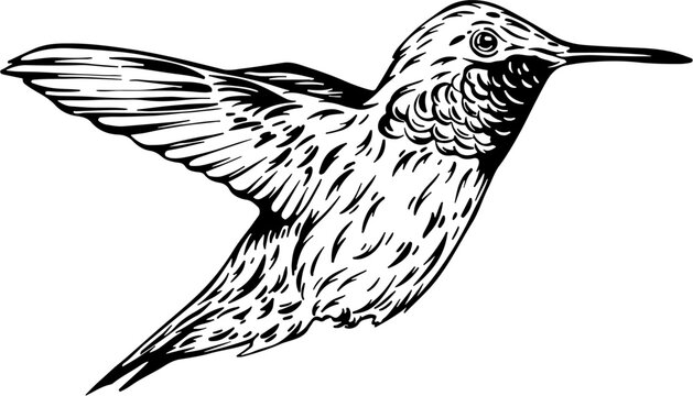 "Hummingbird Vector" Images – Parcourir 346 le catalogue de photos, vecteurs et vidéos | Adobe Stock