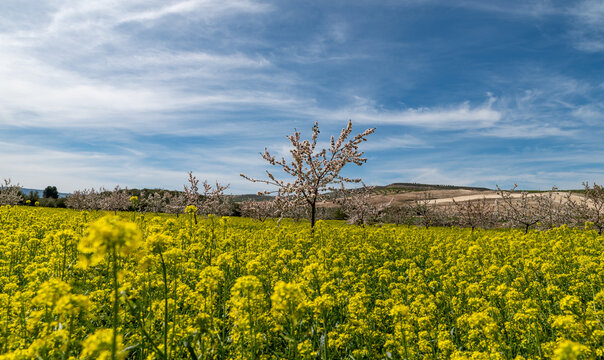 "Almond Blossom"-Bilder: Stock-Fotos & -Videos. | Adobe Stock
