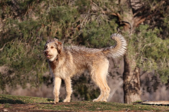 "Scruffy Dog" Images – Browse 199 Stock Photos, Vectors, and Video ...