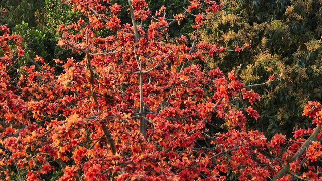 "Cotton Tree" Images – Browse 1,222 Stock Photos, Vectors, and Video ...