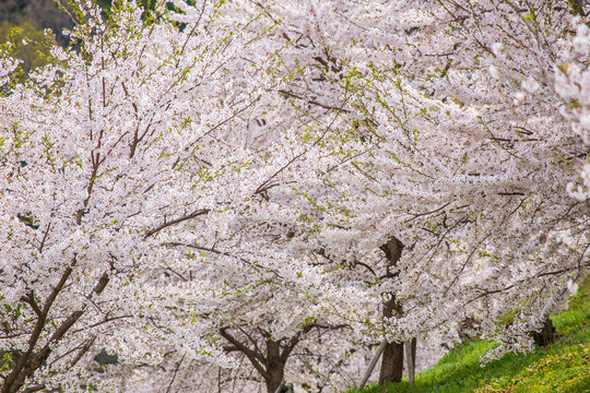 Catamite bilder – Bläddra bland 1,445 stockfoton, vektorer och videor ...