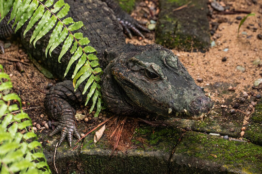 Caiman Habitat Images – Browse 1,667 Stock Photos, Vectors, and Video ...