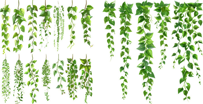 Vines Images – Browse 182,948 Stock Photos, Vectors, and Video | Adobe ...