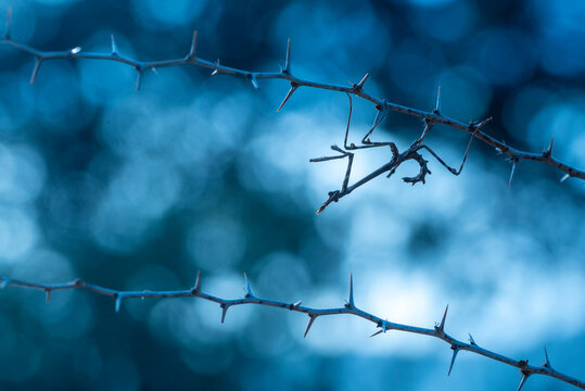 Thorn Bush"」の写真素材 | 1,569件の無料イラスト画像 | Adobe Stock