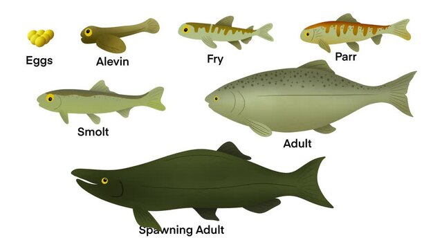 Parr Images – Browse 459 Stock Photos, Vectors, and Video | Adobe Stock