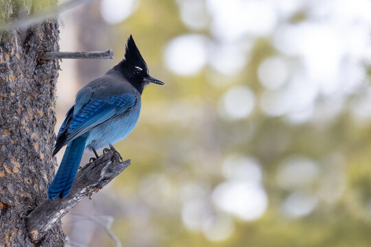 "Steller's Jay" Images – Browse 1,675 Stock Photos, Vectors, and Video ...