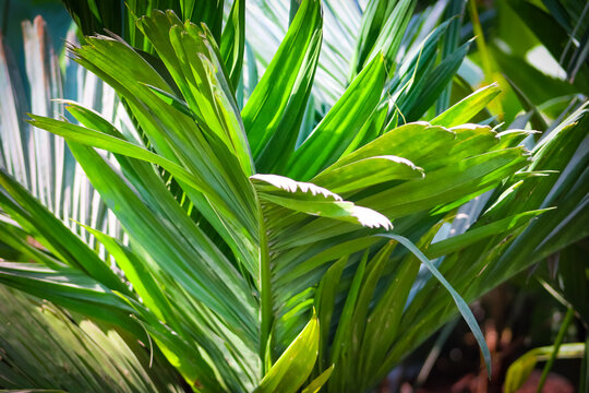 "Long Leaves" Images – Browse 1,289 Stock Photos, Vectors, and Video ...