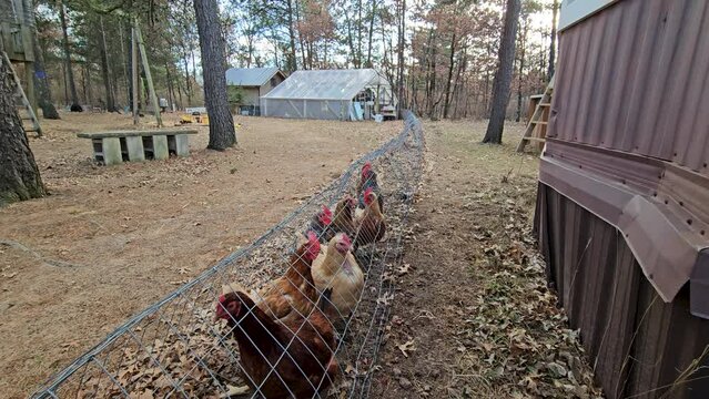 Chicken Wire Background Images – Browse 2,527 Stock Photos, Vectors ...