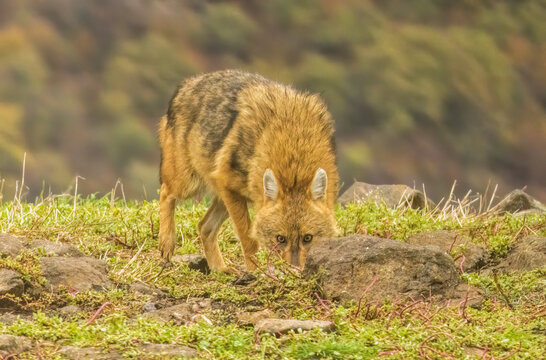 "Golden Jackal" Images – Browse 2,225 Stock Photos, Vectors, and Video ...