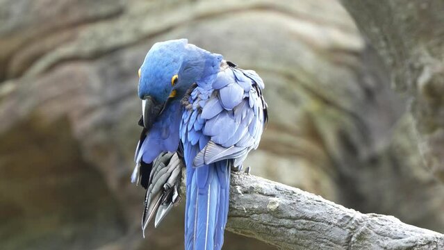 Hyacinthinus Images – Browse 1,475 Stock Photos, Vectors, and Video ...