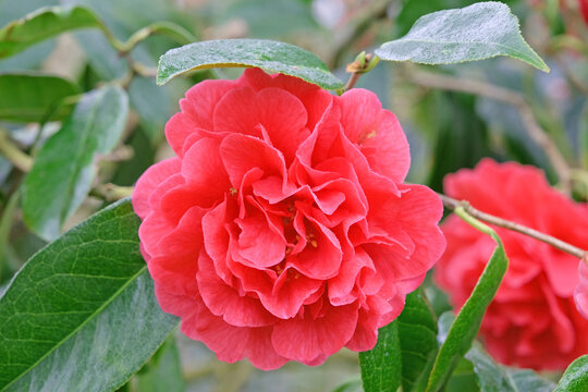 Harold Images – Browse 505 Stock Photos, Vectors, and Video | Adobe Stock