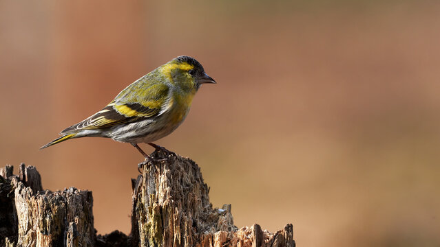 Foto, immagini, risorse di lucaar | Adobe Stock
