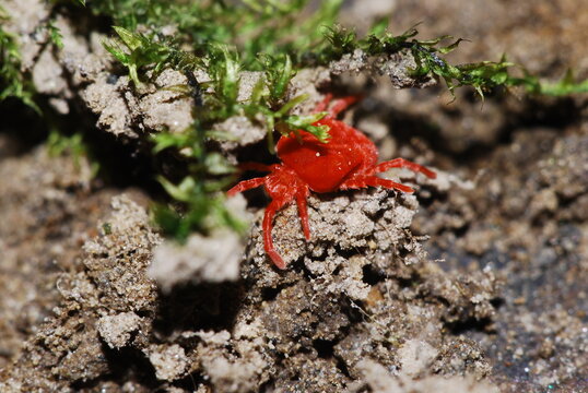 "Red Mite" Images – Browse 326 Stock Photos, Vectors, and Video | Adobe ...