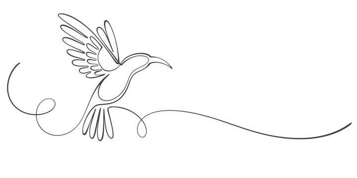 "Hummingbird Vector" Images – Parcourir 346 le catalogue de photos, vecteurs et vidéos | Adobe Stock