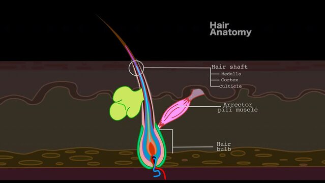 Hair Diagram Images – Browse 7,395 Stock Photos, Vectors, and Video ...
