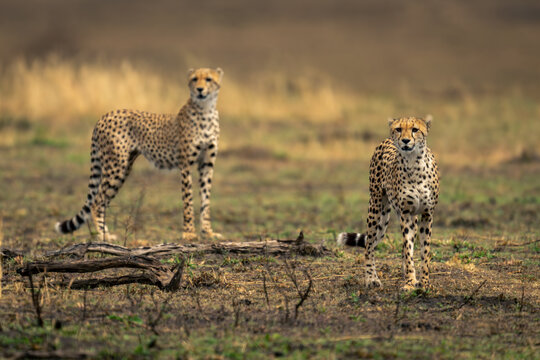 รูปภาพCheetahs – เลือกดูภาพถ่ายสต็อก เวกเตอร์ และวิดีโอ219,086 | Adobe ...