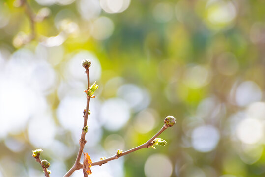 "Spring Bokeh" Images – Browse 82 Stock Photos, Vectors, and Video ...