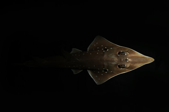 "Guitar Fish"-Bilder: Stock-Fotos & -Videos. | Adobe Stock